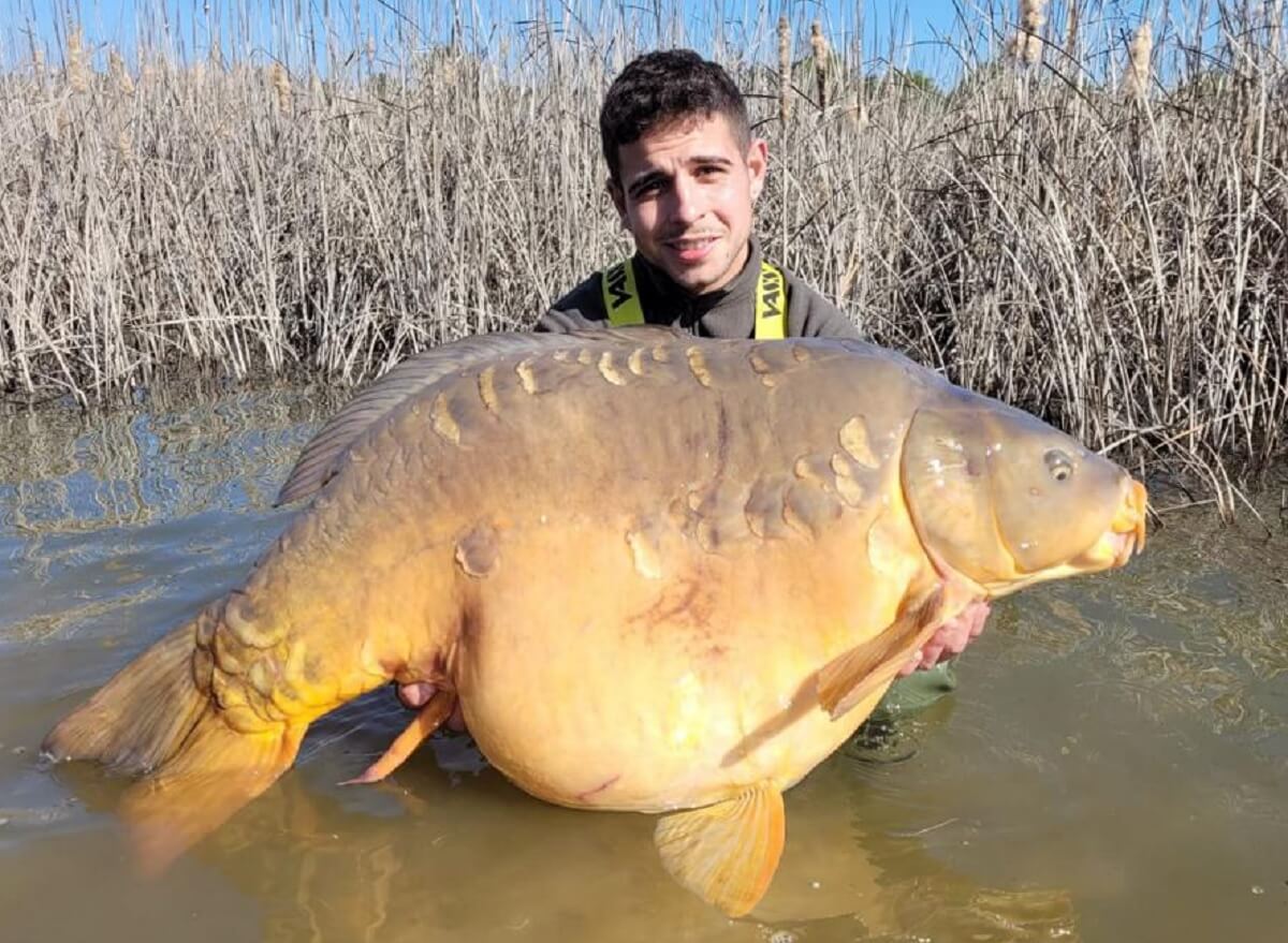 Pescan en Cáceres una de las carpas más grandes de 2021: pesaba 32 kilos