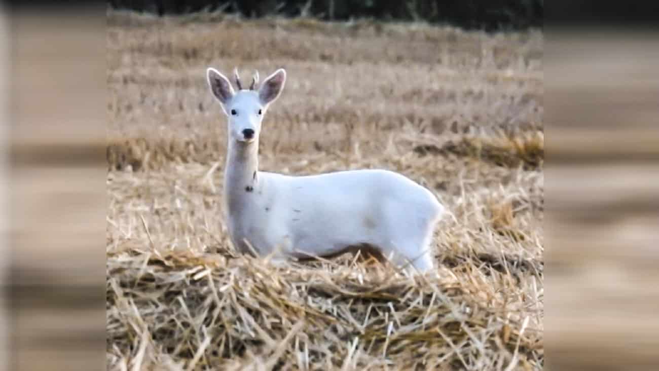 'Bécquer', el precioso corzo blanco de un coto de Soria con el que ...