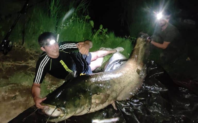 Pescan uno de los siluros más grandes de España: 2,54 metros y más de ...