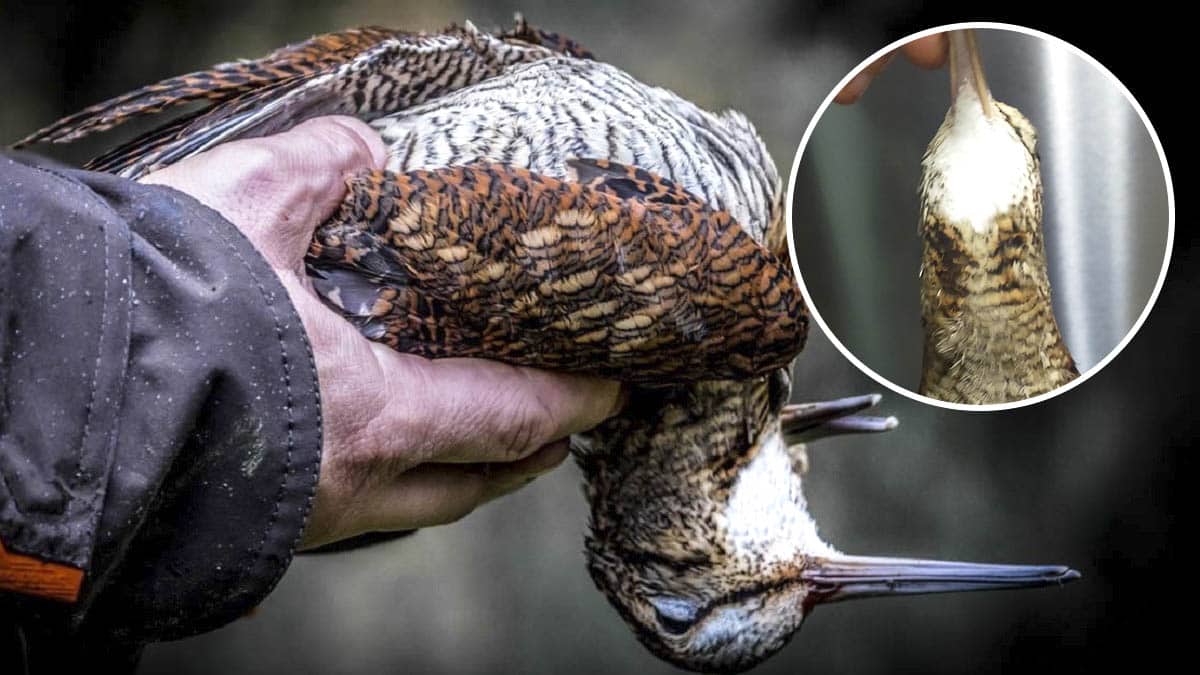 Cazan una curiosa becada con parte de la cabeza blanca en Cataluña