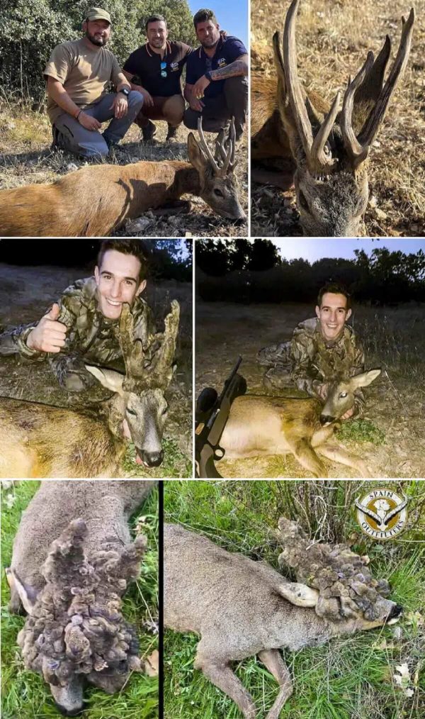 Los mejores corzos cazados en España en 2021