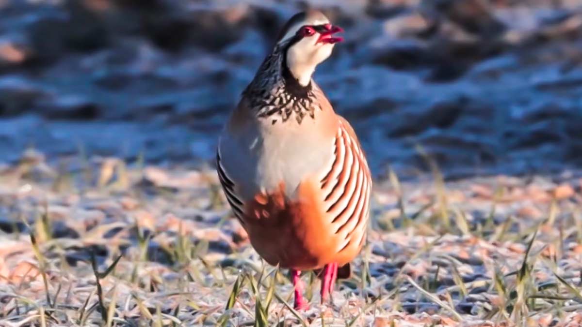 Este fotógrafo convierte el canto de un macho de perdiz roja sobre el ...