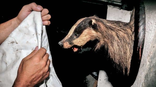 Tener un viejo animal disecado en tu casa puede costarte hasta 60.000 euros