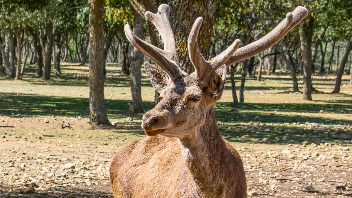 Un estudio desvela que los ciervos que desmogan antes tienen mejores ...
