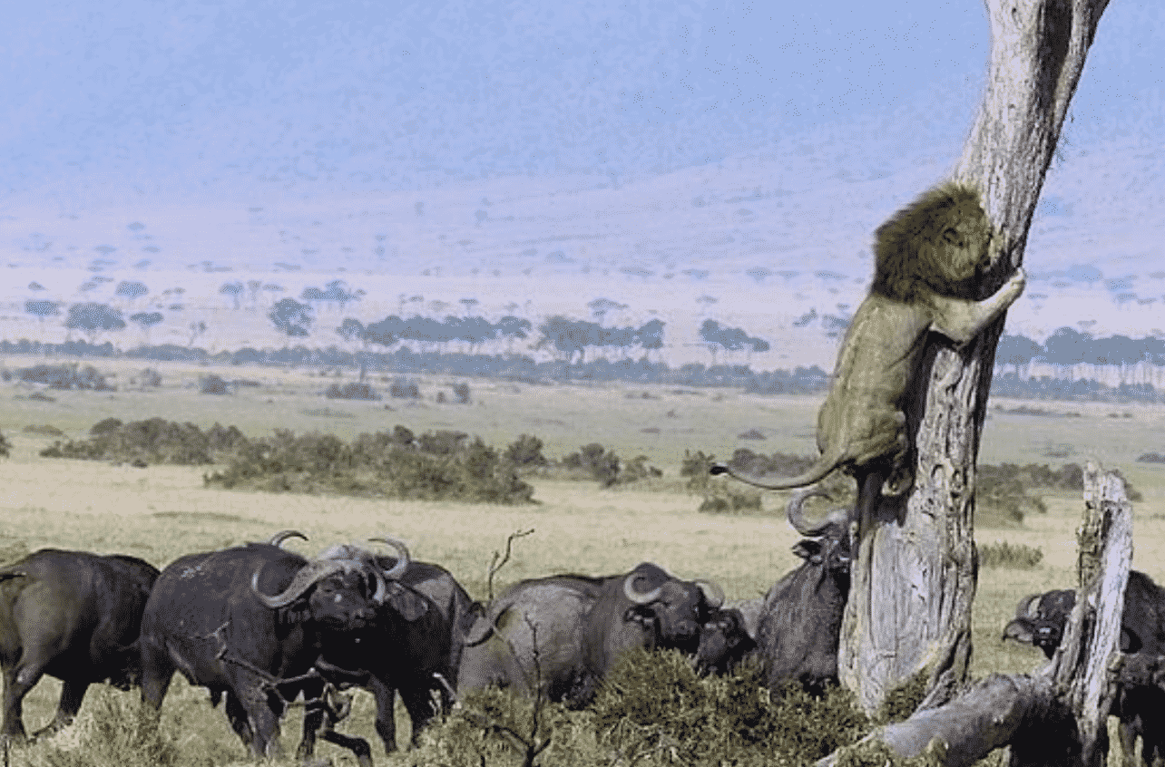 Un león se sube a un árbol para salvarse del ataque de una manada de ...