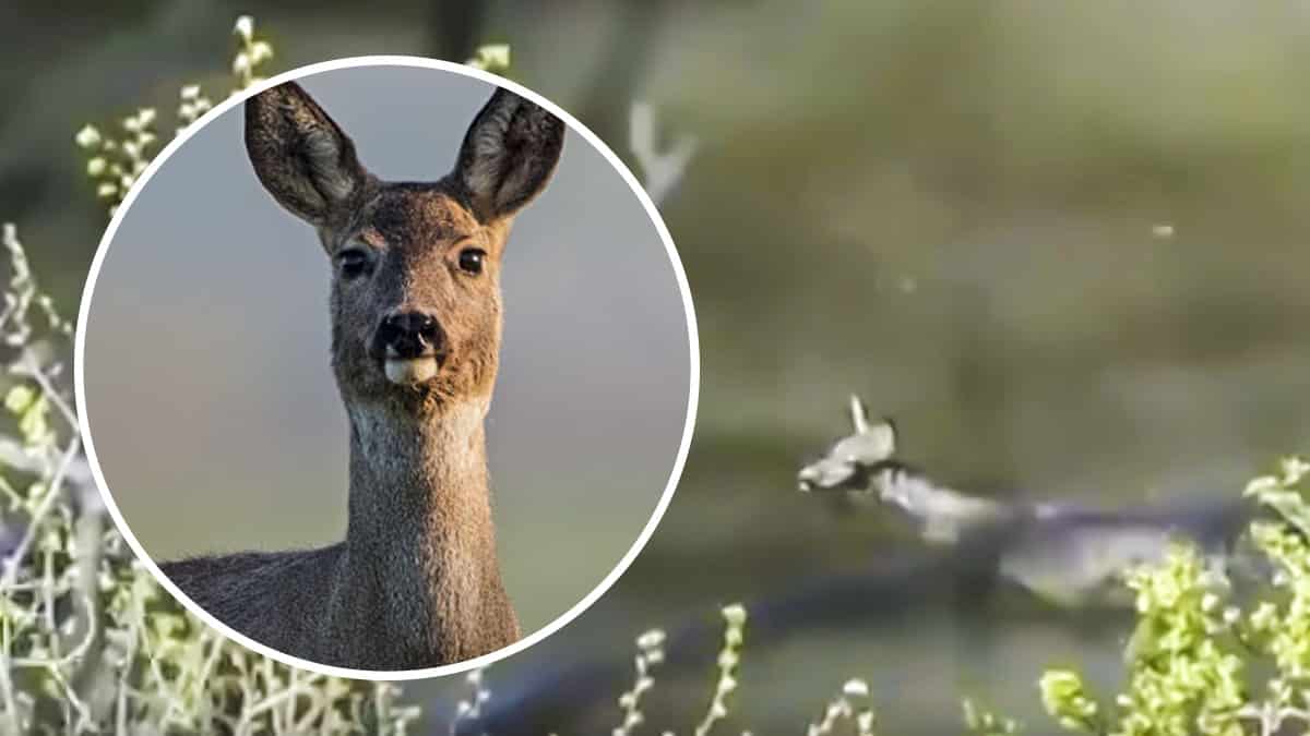 Graban cómo una corza intenta salvar su vida nadando a contracorriente ...