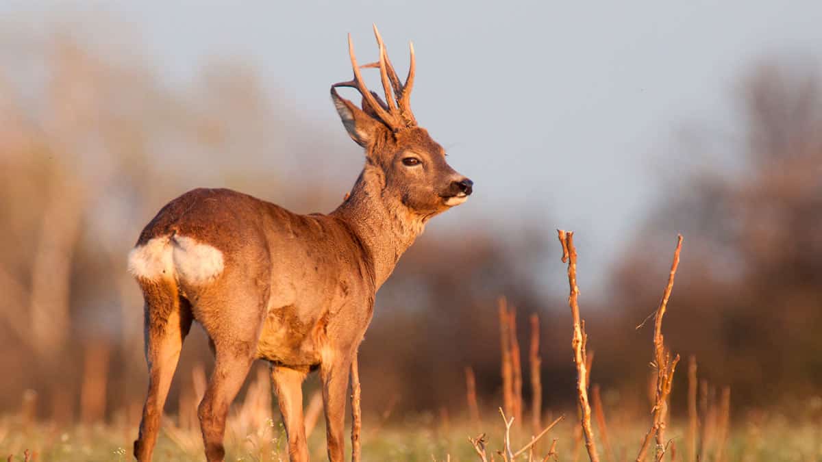 Siete cosas en las que debes fijarte antes de cazar un corzo