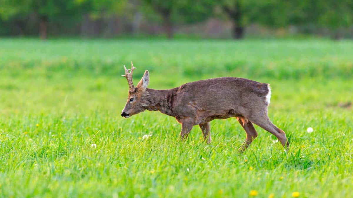 CORZO – Capreolus capreolus | Jara y Sedal