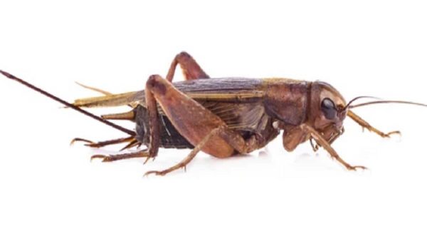 El grillo, aprobado como el tercer insecto comestible en la Unión Europea