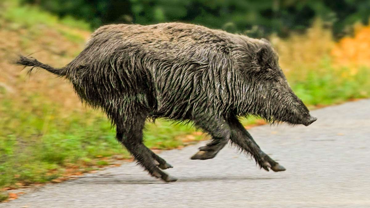 Muere un hombre en Cuenca al chocar con un jabalí el coche en el que ...