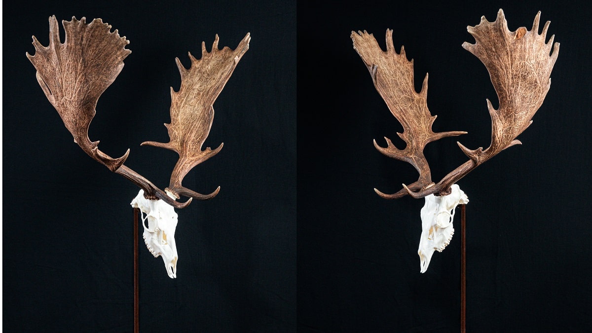 Así es el récord de España de gamo