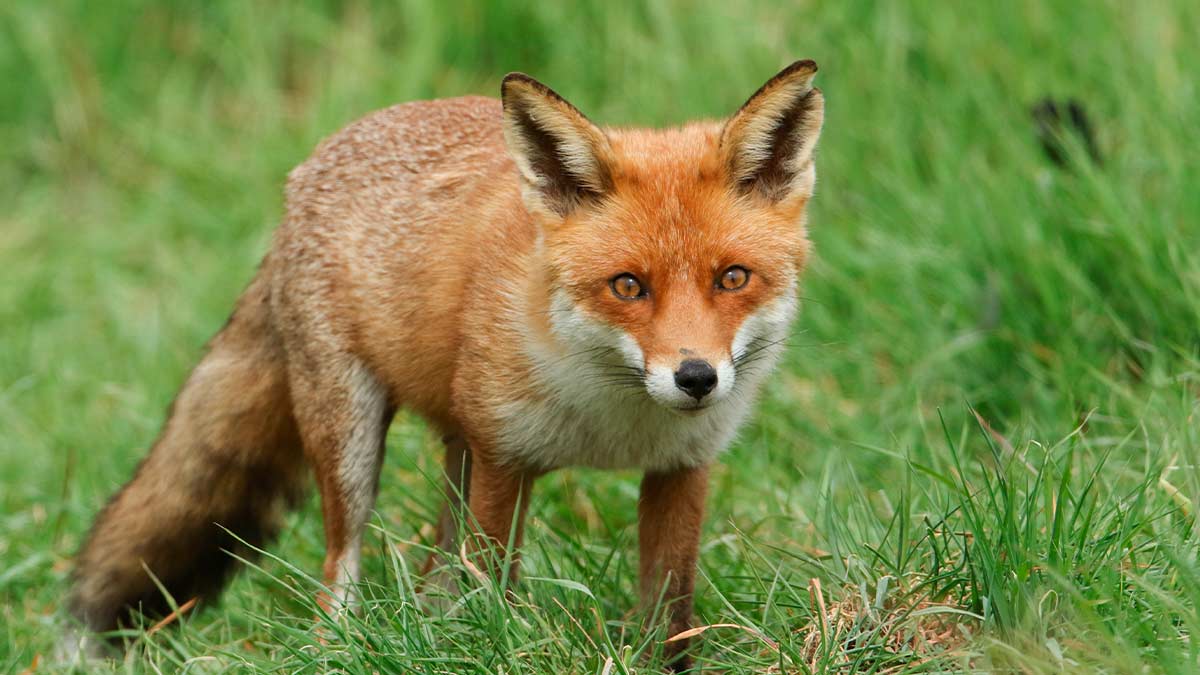 Zorro (Vulpes vulpes) | Jara y Sedal