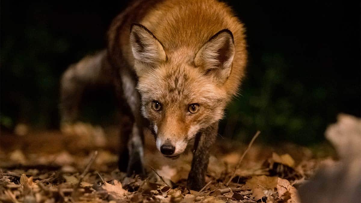 Zorro Con Rabia Zorro Lobo Continental (Dusicyon Avus) · ArgentiNat