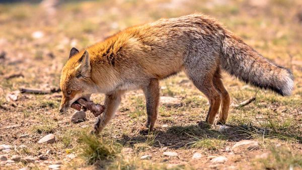 Zorro (Vulpes vulpes) | Jara y Sedal