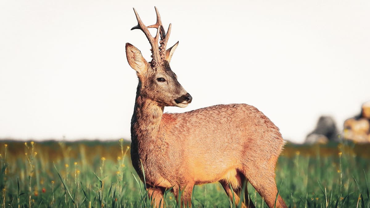 ¿Cuál es la función de la cuerna del corzo?