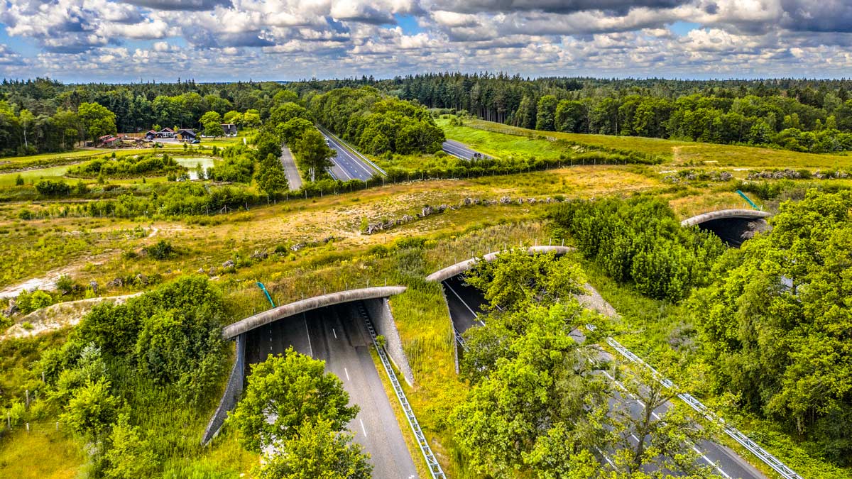 Comienza la construcción del puente para fauna salvaje más grande del mundo