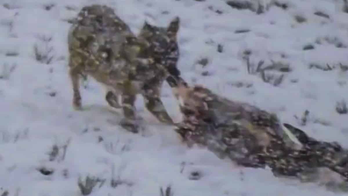 Graban cómo un lobo devora a una cierva junto a un pueblo de León: «La ...