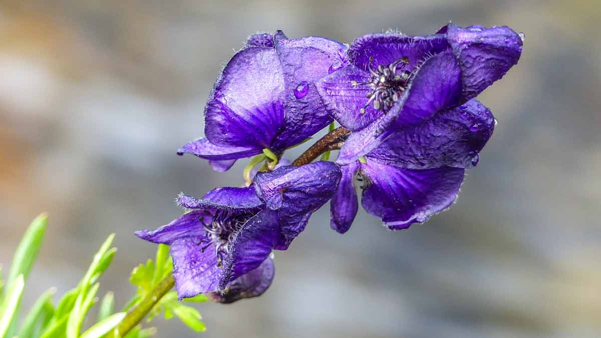 Así es (y así se usaba) el 'Matalobos', la planta más venenosa de ...