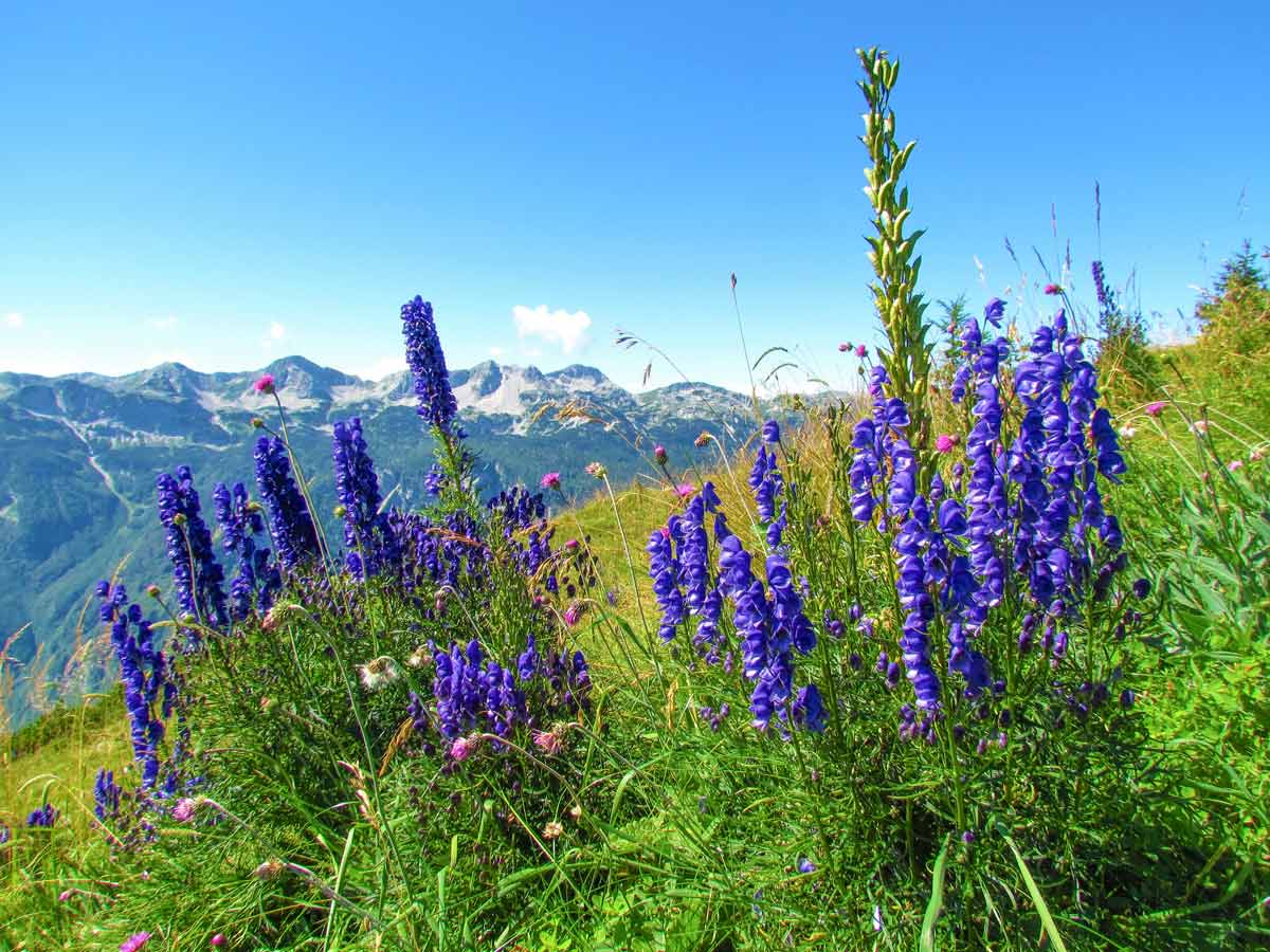 Así es (y así se usaba) el 'Matalobos', la planta más venenosa de ...