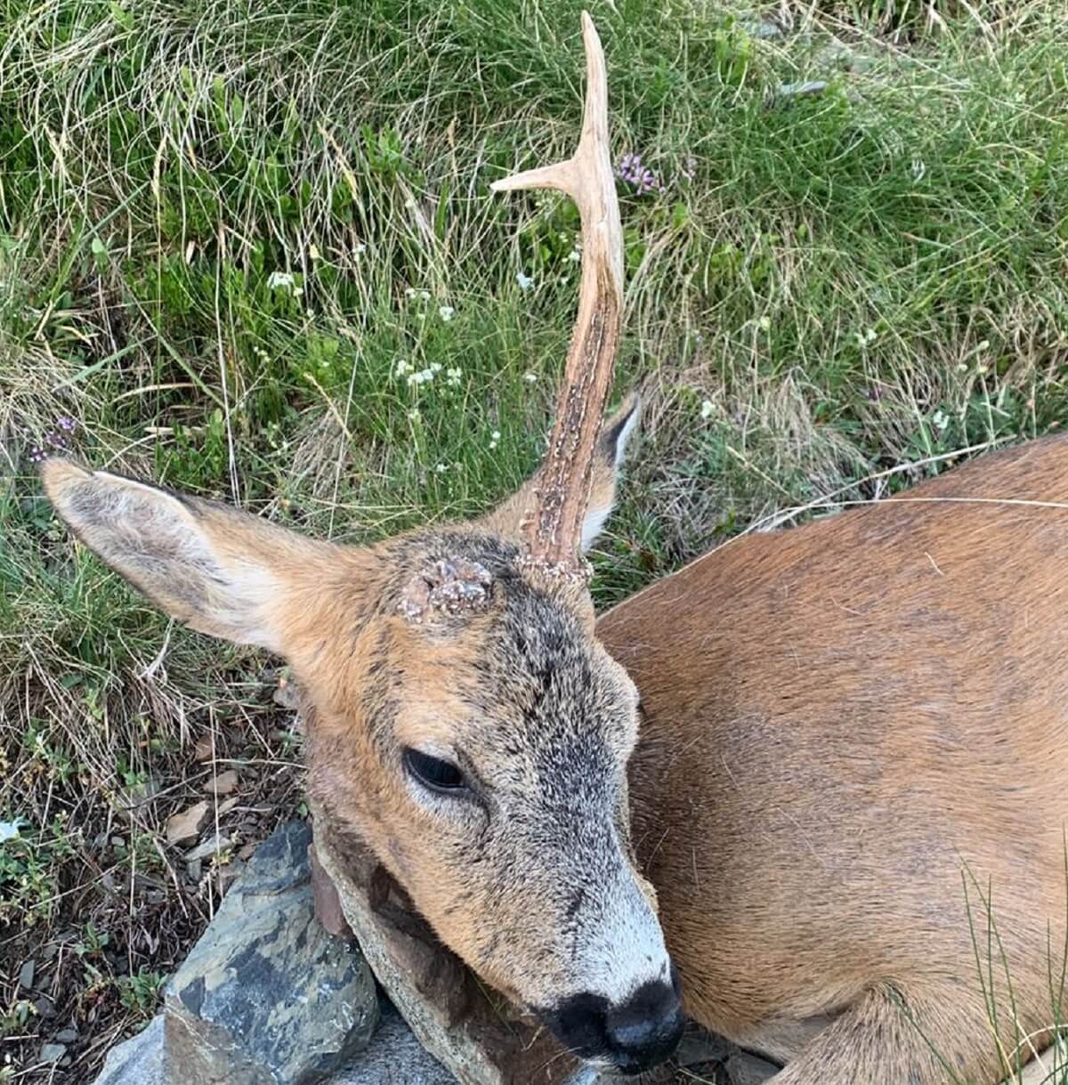 Cazan un corzo con una única y larga cuerna en Andorra