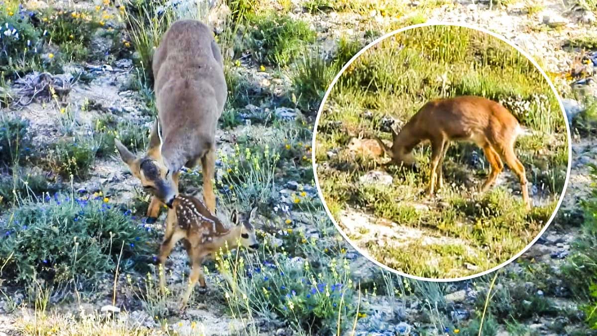 Un macho de corzo amenaza a una corza y a su cría: momentos de tensión ...