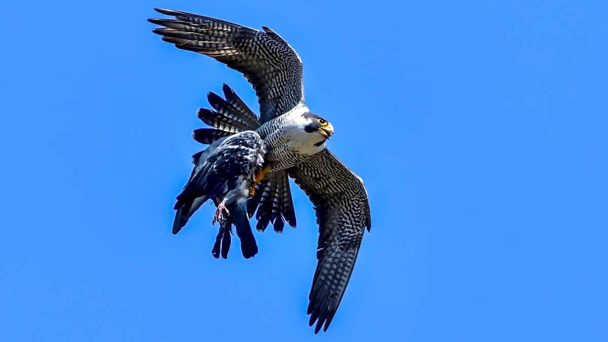 El Ayuntamiento de Toledo utilizará halcones para controlar la ...