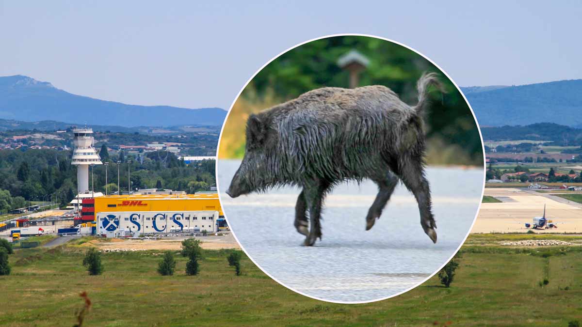 Organizan una batida jabalíes en el aeropuerto de Foronda, en Vitoria