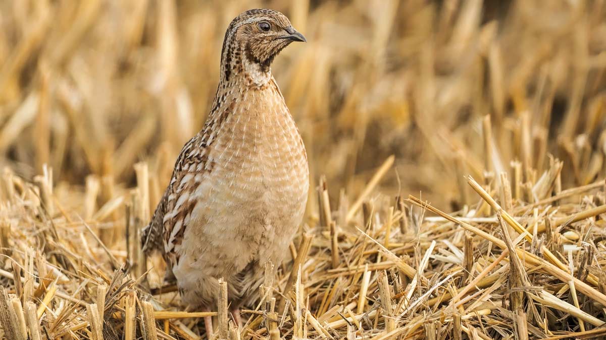 En España hay 3,1 millones de codornices: su estado de conservación es ...