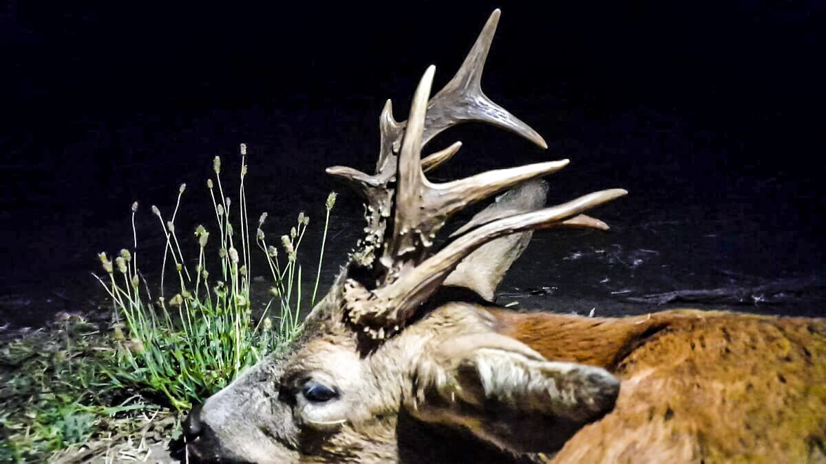 Cazan un espectacular corzo de nueve puntas en Gerona