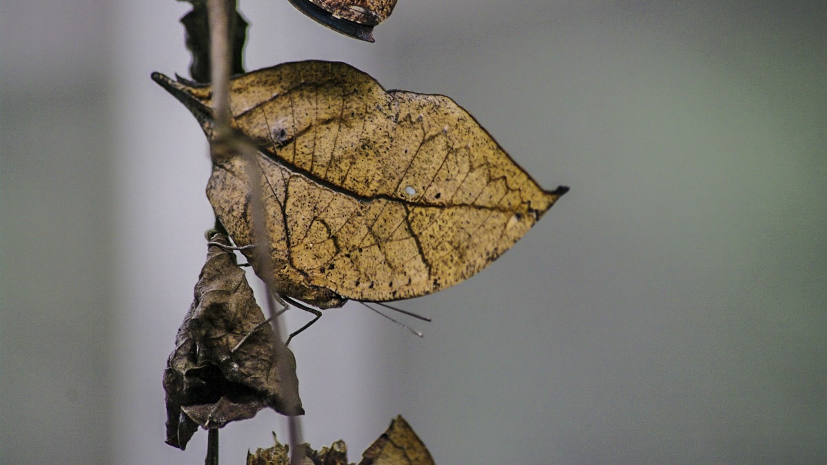 Esta hoja se convierte en mariposa: así es la reina del camuflaje