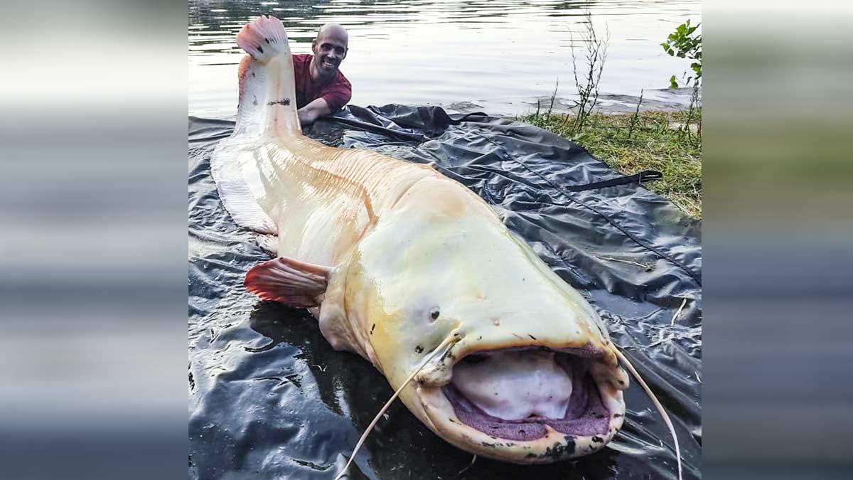 Un pescador captura al monstruo del río Ebro: un enorme siluro blanco ...