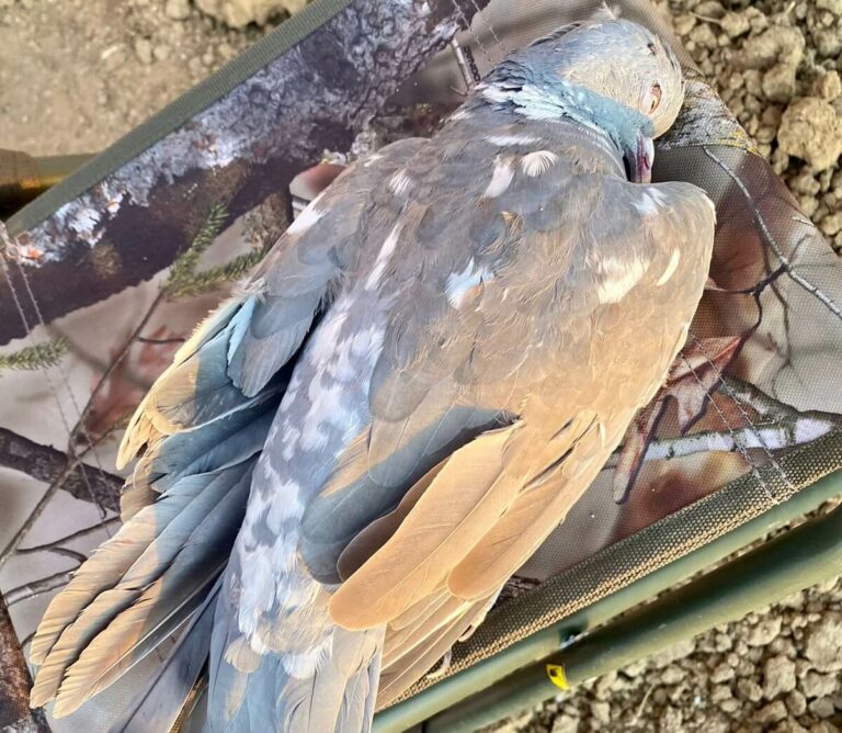 Palomas torcaces increíbles: están son algunas de las más raras ...