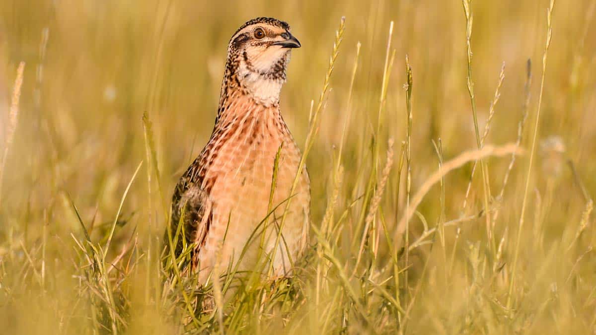 El mayor estudio sobre la codorniz en Europa demuestra su buen estado ...