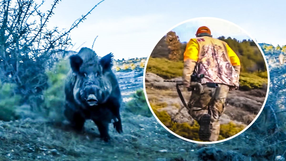 Un enorme jabalí herido corre hacia el puesto de este cazador