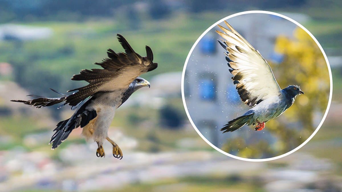 Graban a un águila cazando a una paloma en plena ciudad