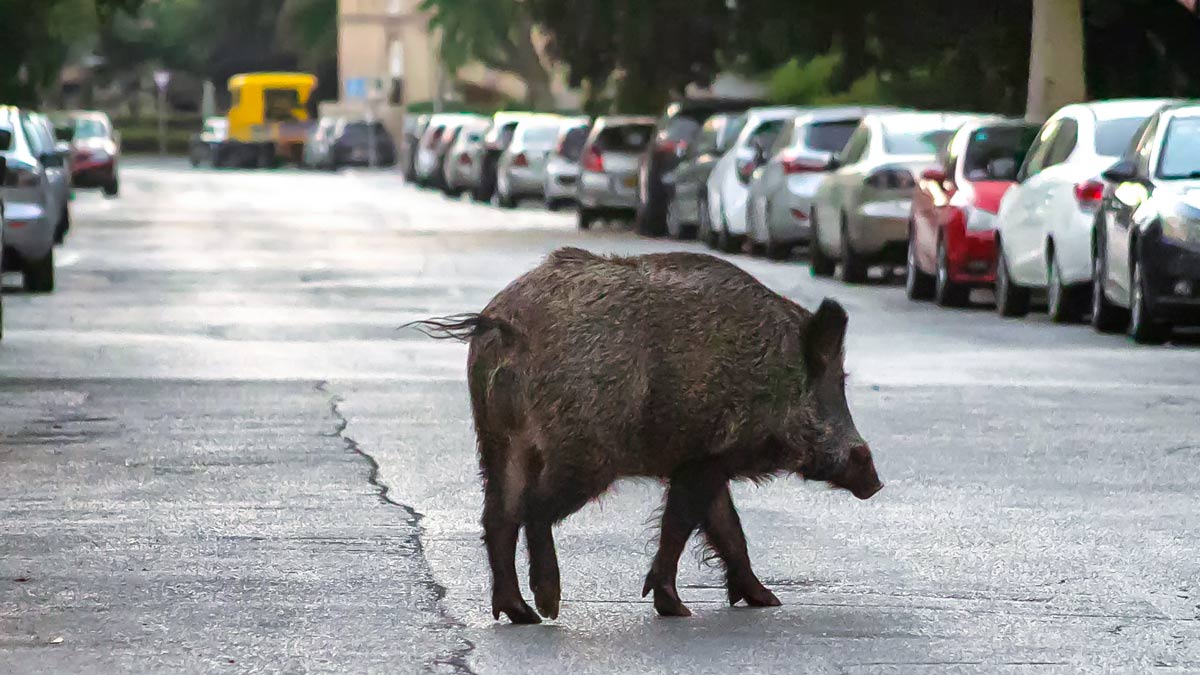 Cuatro jabalíes se pasean por el recinto de un instituto gallego en ...