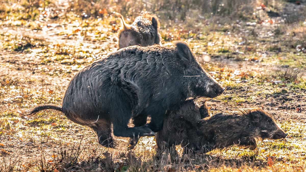 ¿Cuántos jabalíes hay en Europa y cuántos se cazan en cada país? Este ...