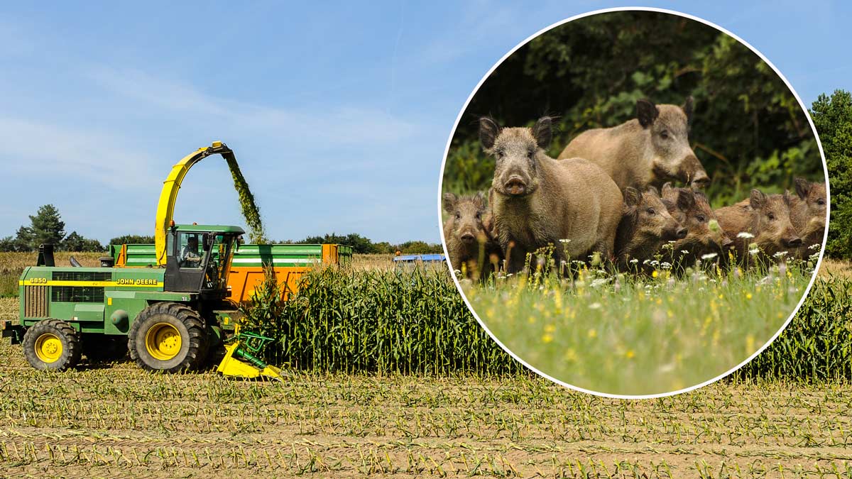 Un campo de maíz comienza a temblar y medio centenar de jabalíes sale ...