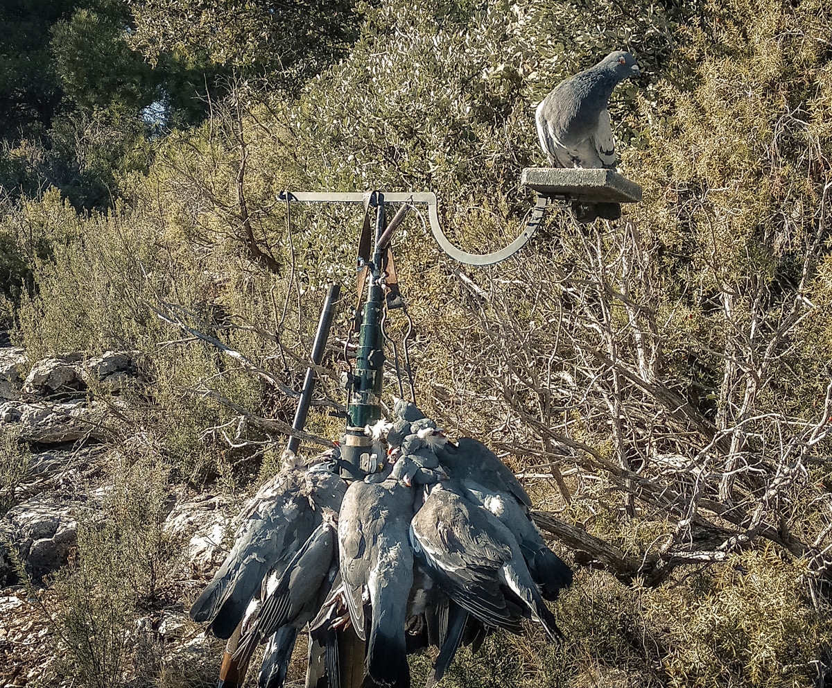 Caza de palomas torcaces con cimbel en media veda