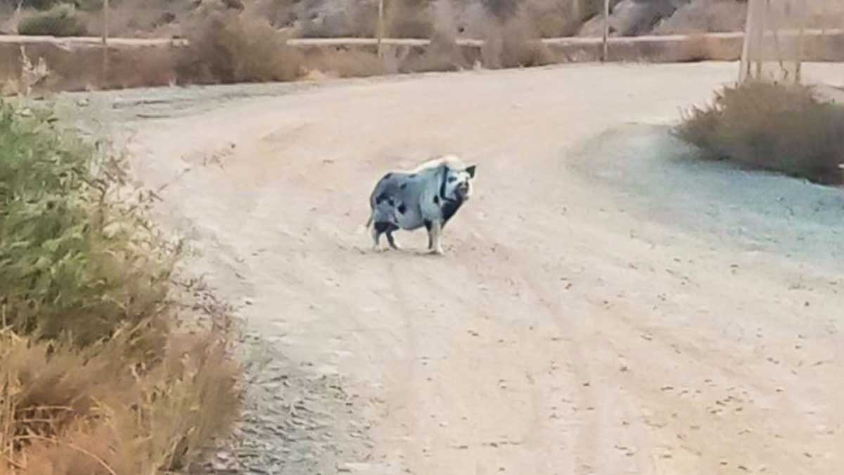 Localizan un híbrido de cerdo vietnamita salvaje horroroso que podría ...