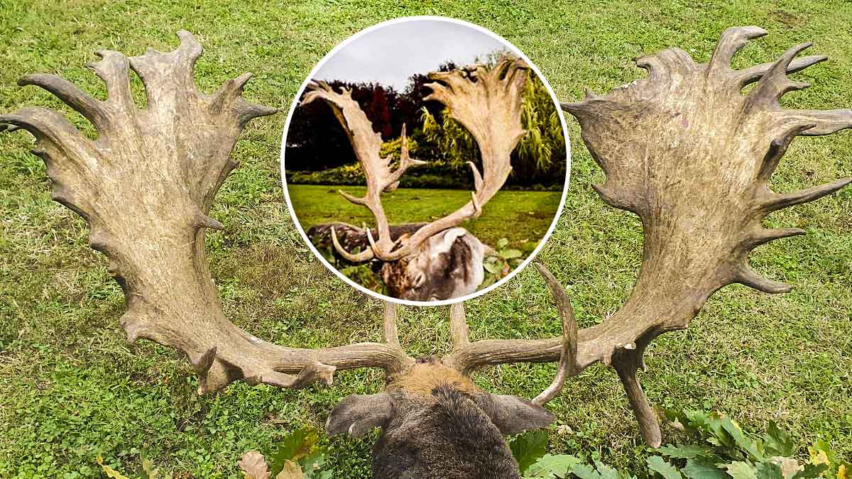 Cazan un gigantesco gamo que podría ser récord del mundo