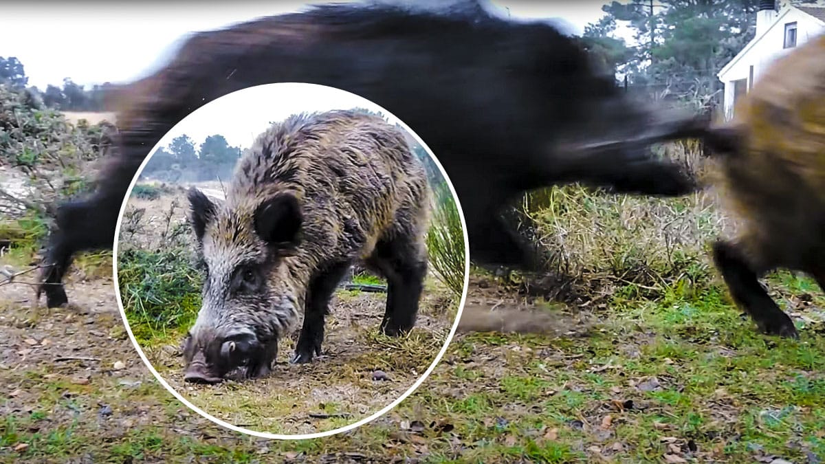 Graban el ataque de un gran jabalí a otro a cámara lenta