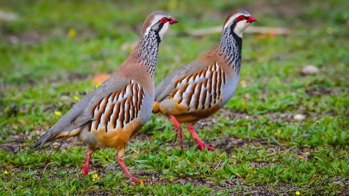 El Observatorio Cinegético pone en marcha una nueva campaña de censos ...