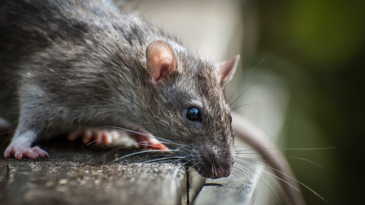 Agredir a una rata podrá ser más grave que pegar a una persona según la ...