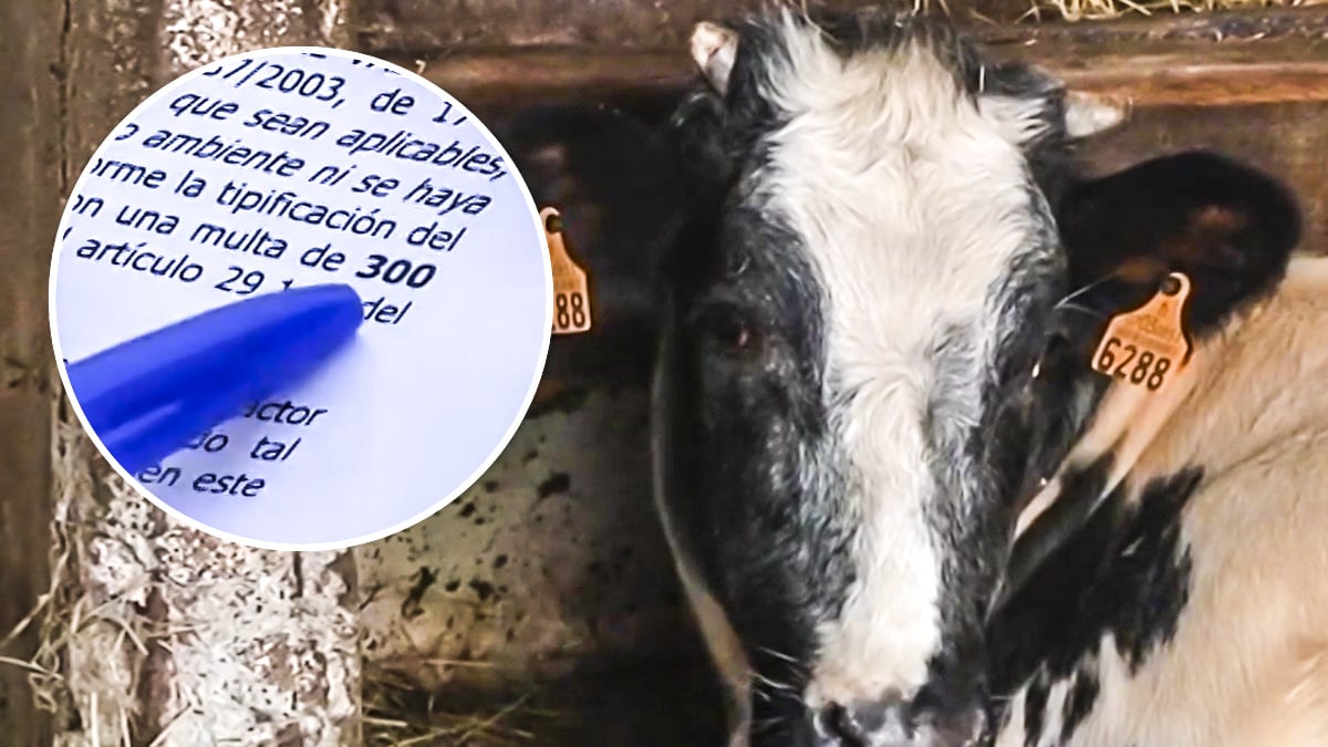 Multan a un ganadero asturiano con 300 euros porque los mugidos de su ...