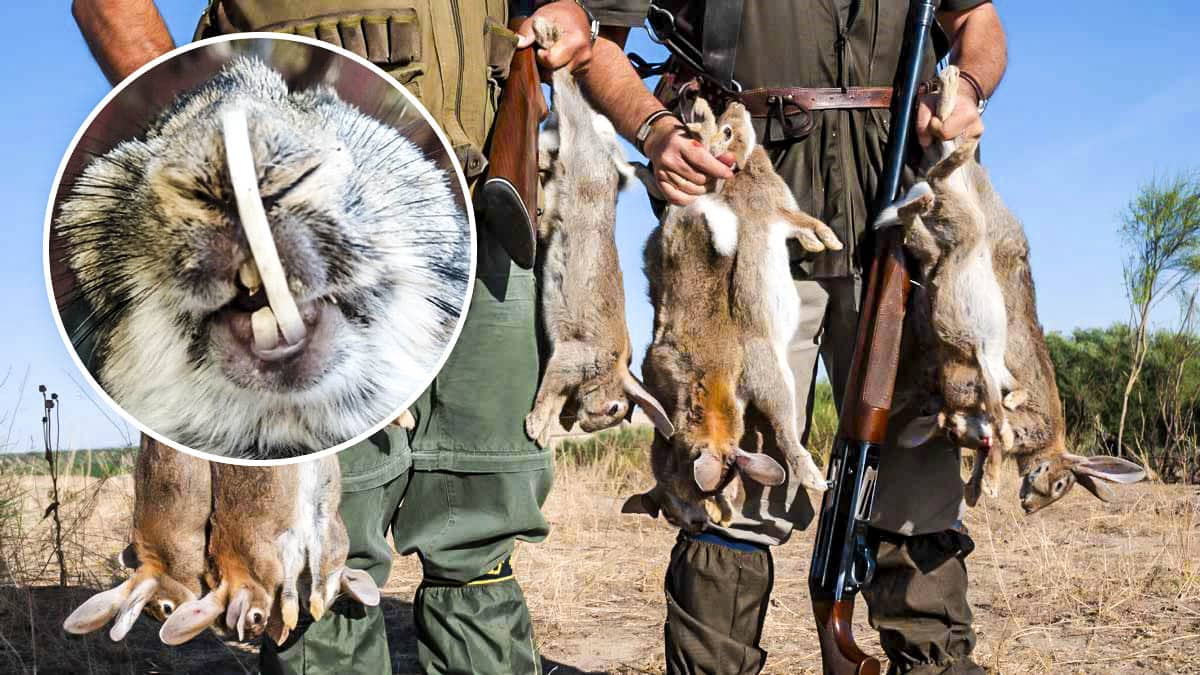 Cinco raros conejos cazados en el inicio de la temporada 2022-2023 ...