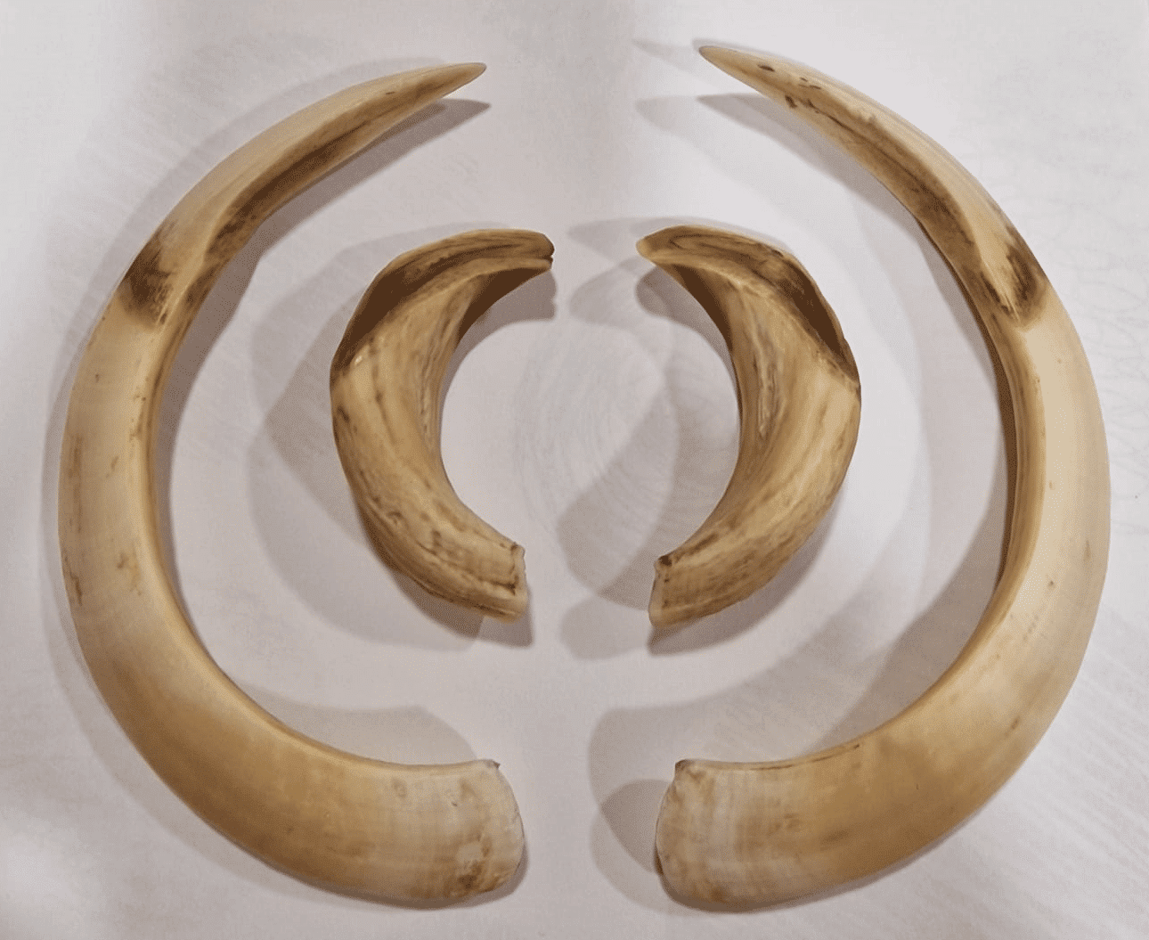 Caza un jabalí con unos descomunales colmillos de 22 centímetros en Lleida