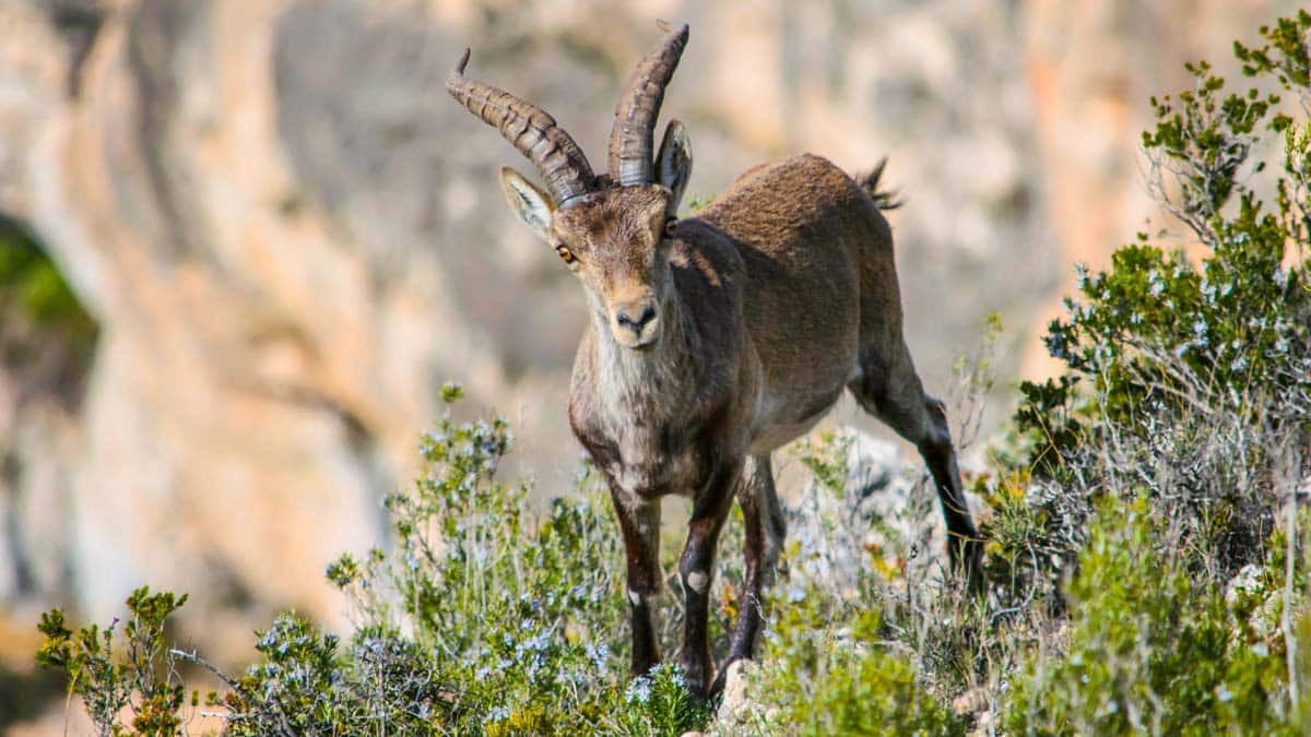 Cabras montesas liberadas en Francia se vuelven a España y entran en ...