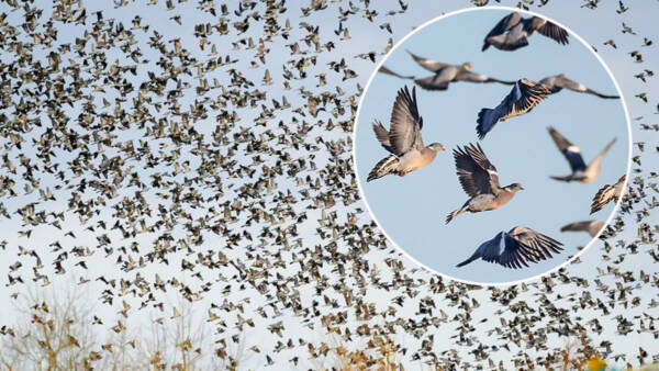 Así se ven los bandos de los tres millones de palomas que están a punto ...