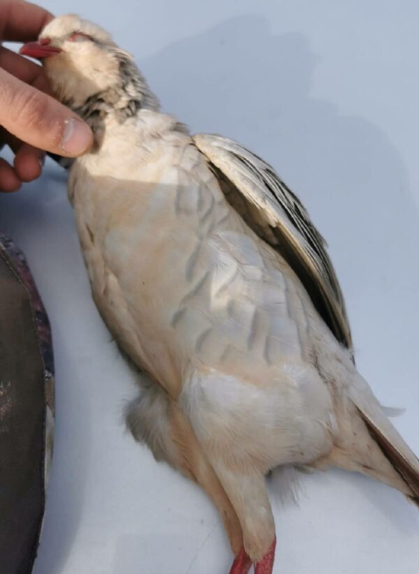 Una joven cazadora abate una perdiz con el plumaje casi totalmente ...